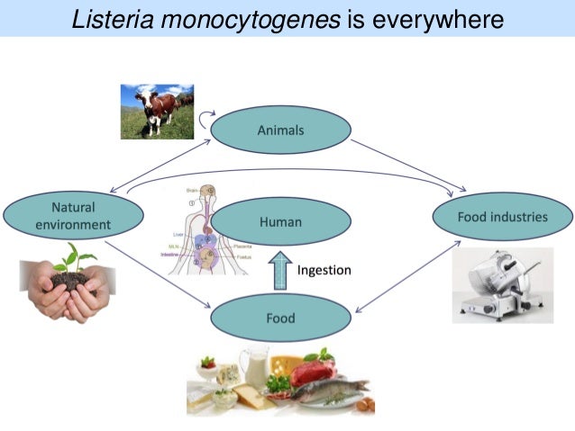 Listeria monocytogenes from population structure to genomic epidemiol…