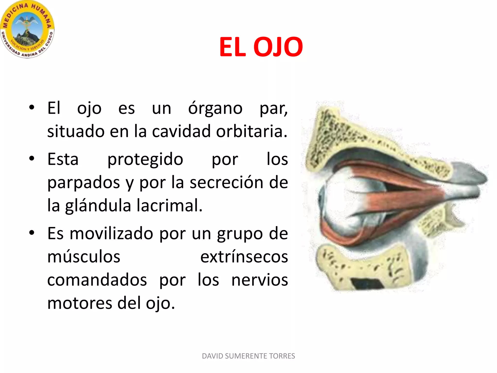 Anatomía Del Ojo Humano Ppt Diapositivas Sobre La Anatomía Del Ojo Y
