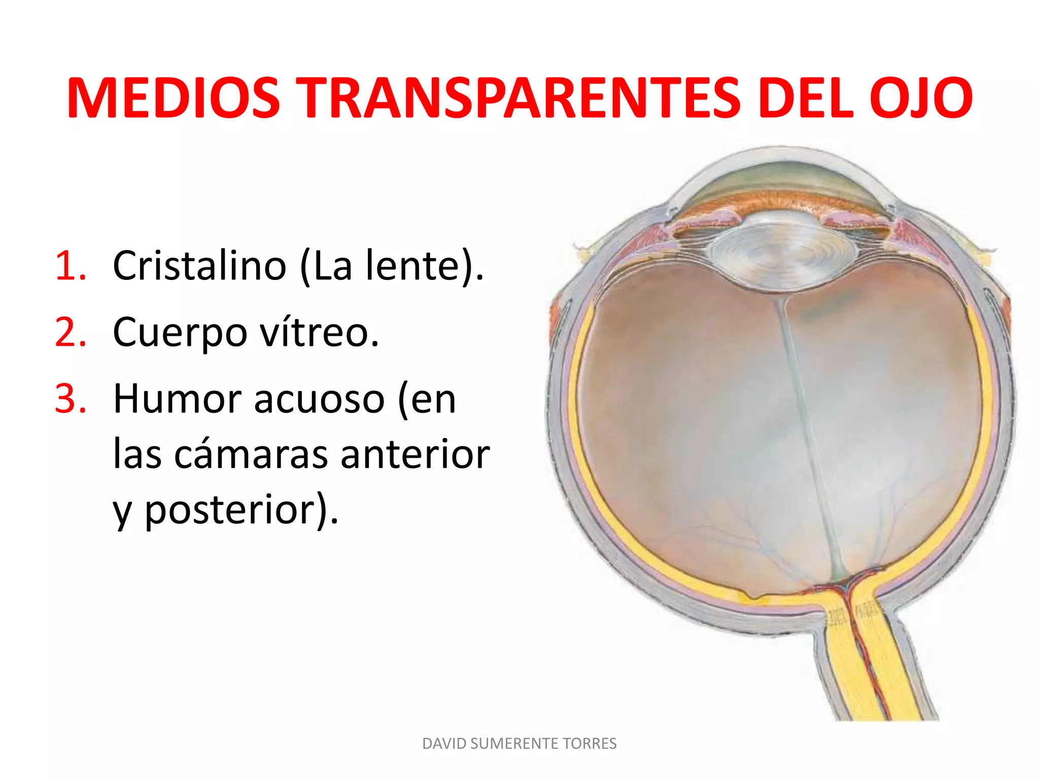 Anatomía Del Ojo Humano Pptx