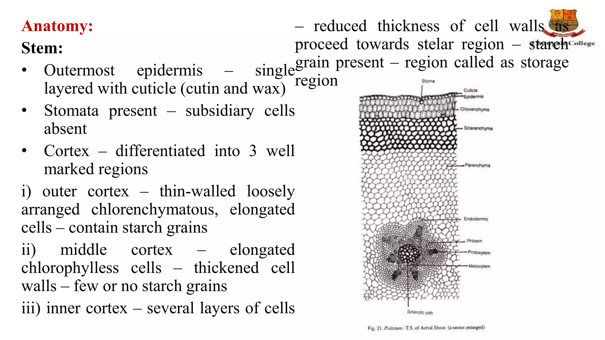 Systematic position and structure and Psilotum | PPT | Free Download