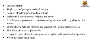 Systematic position and structure and Psilotum | PPT