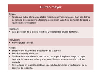 Región glútea de anatomia mienbro inferior | PDF