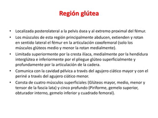Región glútea de anatomia mienbro inferior | PDF
