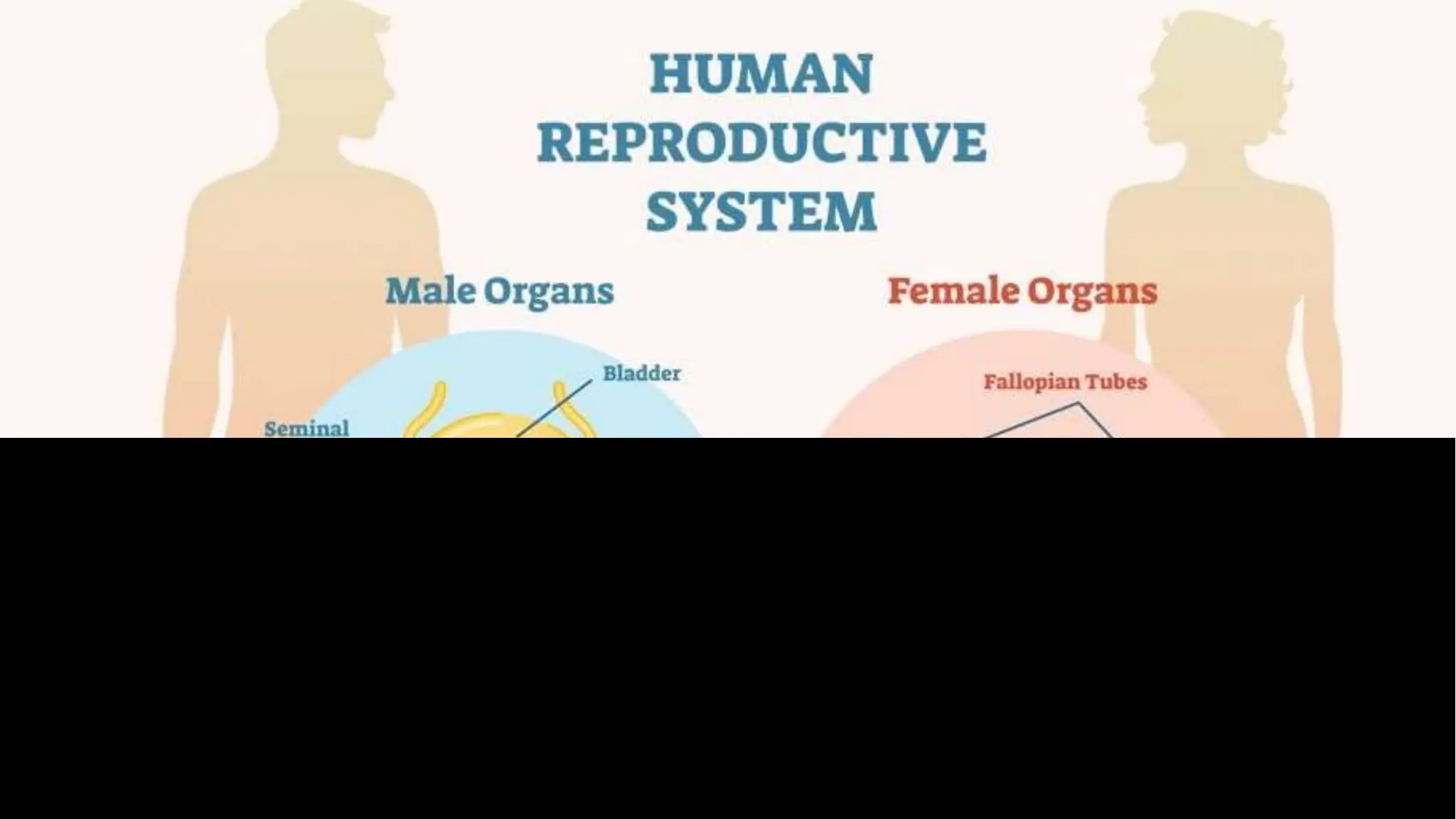 Female REPRODUCTIVE SYSTEM PowerPoint presentation .pptx