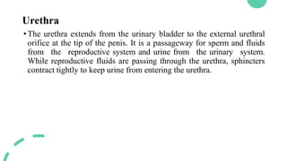 Female REPRODUCTIVE SYSTEM PowerPoint presentation .pptx