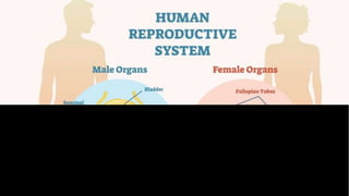 Female REPRODUCTIVE SYSTEM PowerPoint presentation .pptx