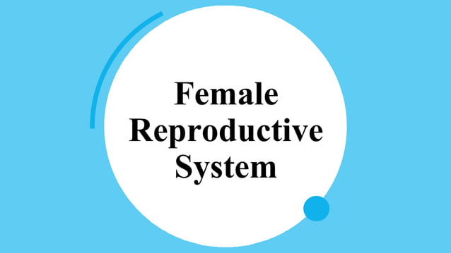 Female Reproductive System Powerpoint Presentation Pptx