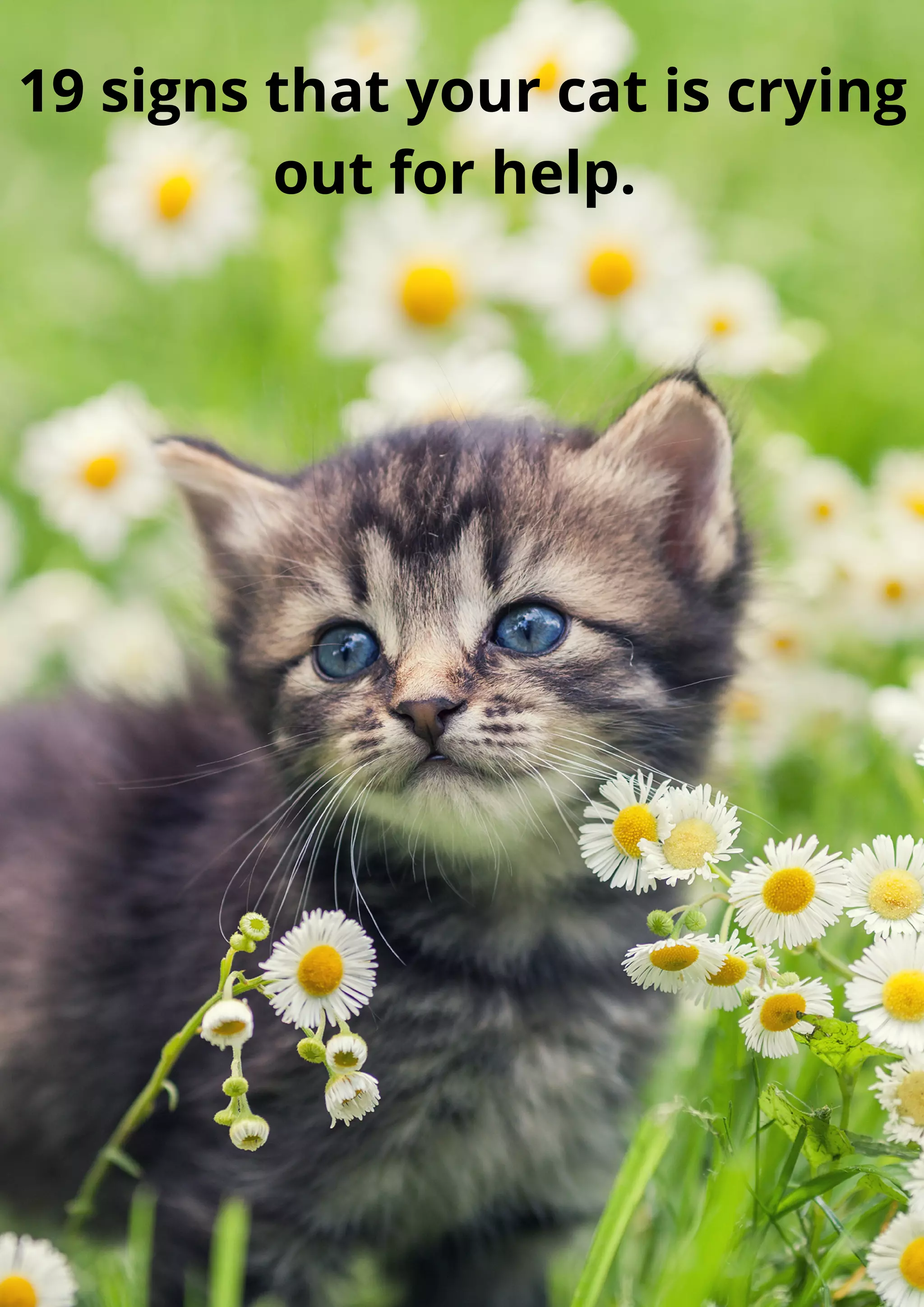 19 signs that your cat is crying out for help. | PDF