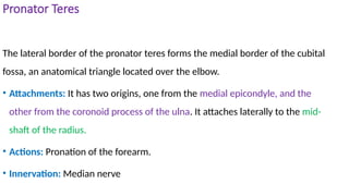 19 The Anterior muscle of Forearm . . . | PPTX