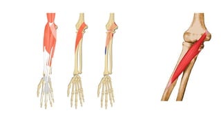 19 The Anterior muscle of Forearm . . . | PPTX