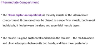 19 The Anterior muscle of Forearm . . . | PPTX