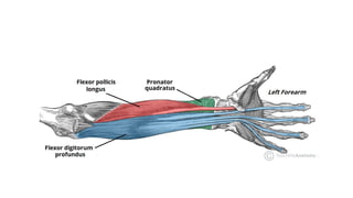 19 The Anterior muscle of Forearm . . . | PPTX
