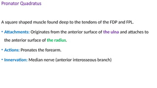 19 The Anterior muscle of Forearm . . . | PPTX