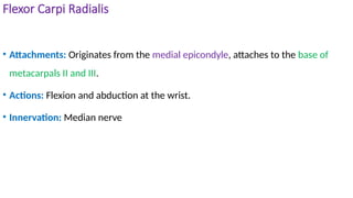 19 The Anterior muscle of Forearm . . . | PPTX