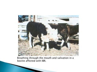 Carcass judgement of viral diseases in animals | PPTX