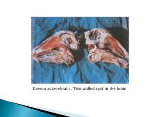 Carcass judgement of viral diseases in animals | PPTX