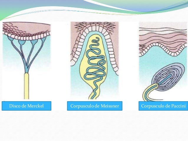 Unidad 17 Órganos de los sentidos