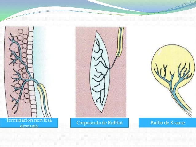 Unidad 17 Órganos de los sentidos