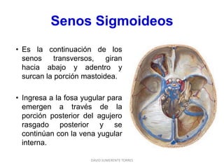 Sistema Nervioso Central: Venas | PPTX