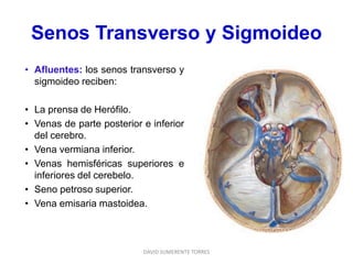 Sistema Nervioso Central: Venas | PPTX