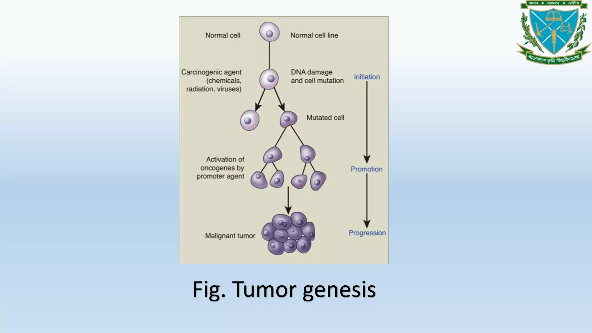 Tumor of the skin-types, general features of Benign and Malignant tumor ...