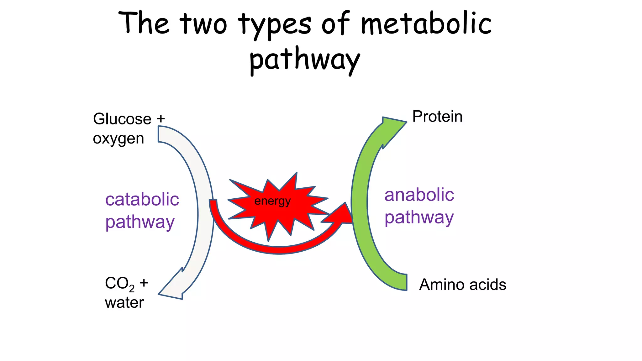 1a.-Metabolic-Pathways-1.pptx