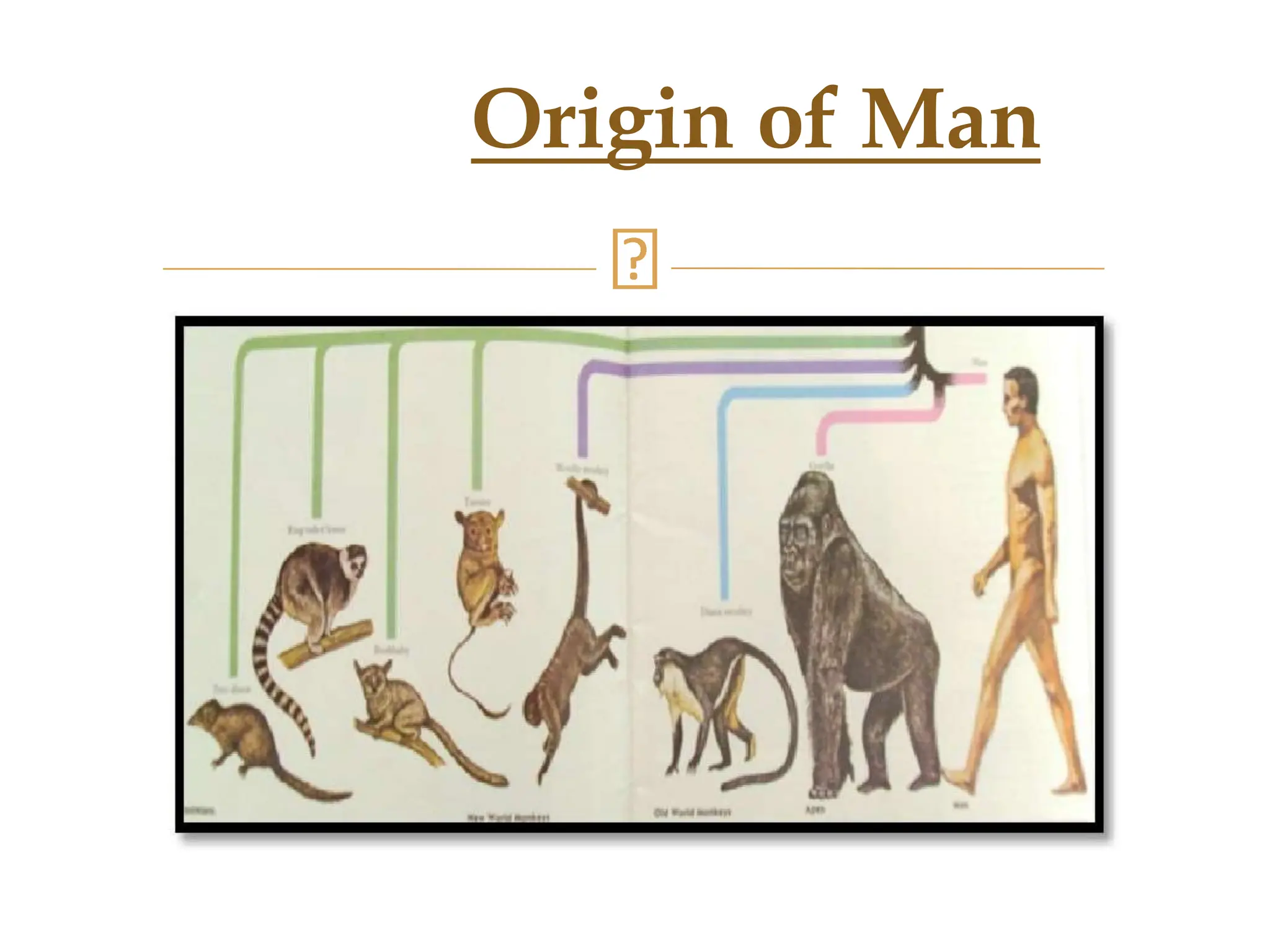 1A. HUMAN EVOLUTION (1).pptx