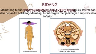 1A. ANATOMI TUBUH MANUSIA normal utuh.pptx