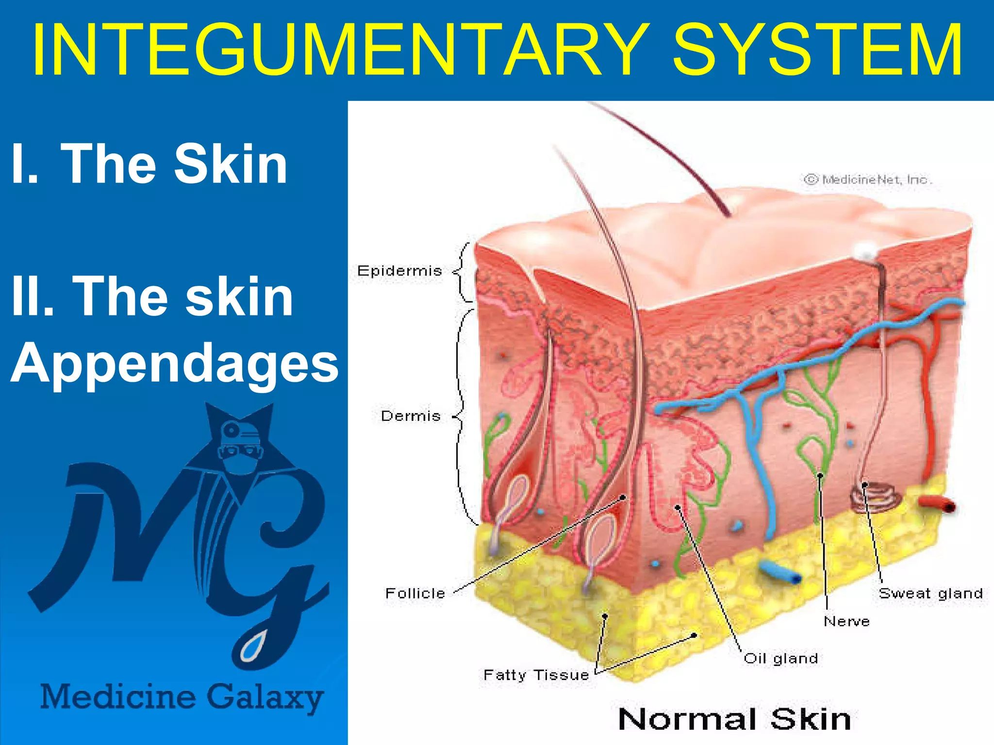 integumentary system | PDF