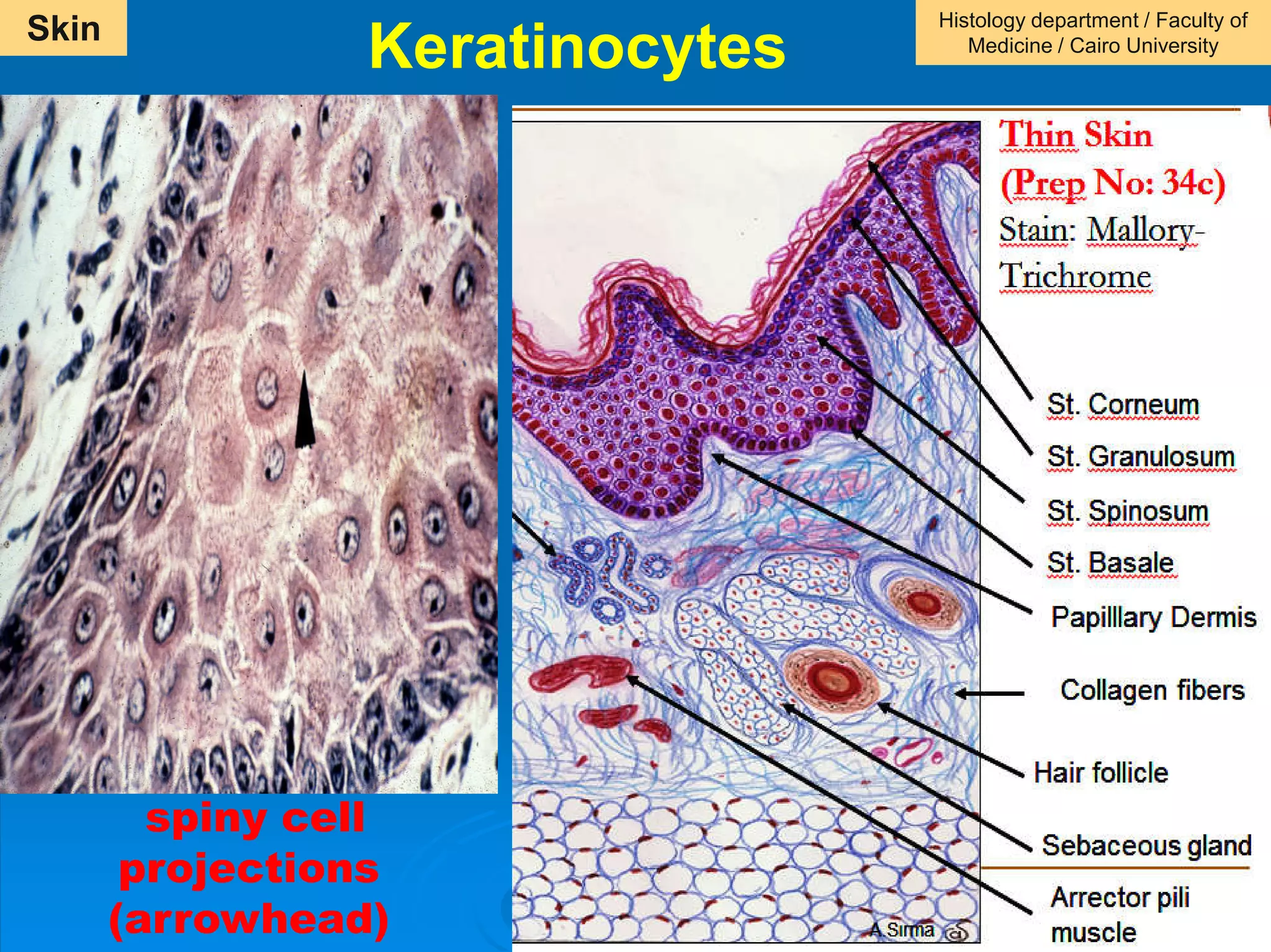 integumentary system | PDF