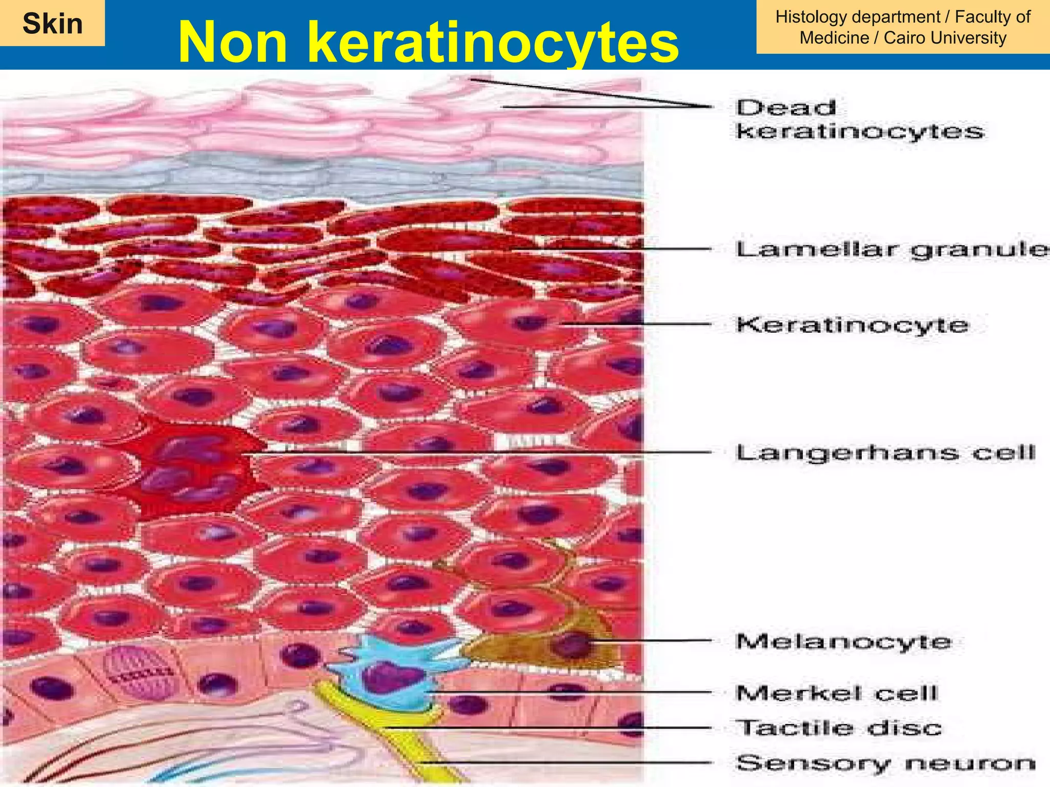 integumentary system | PDF
