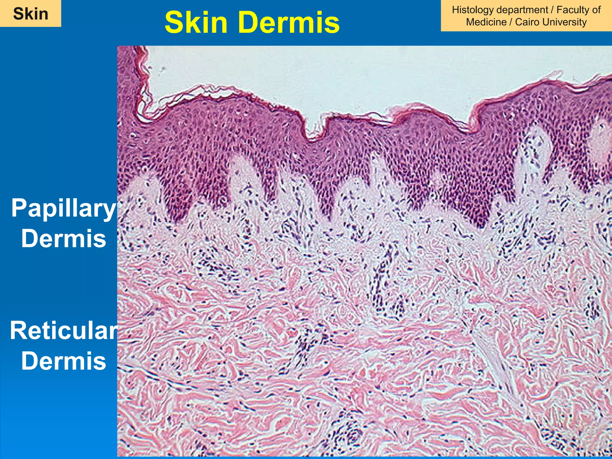 integumentary system | PDF
