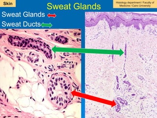 integumentary system | PDF