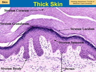 integumentary system | PDF