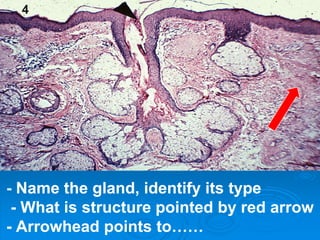 integumentary system | PDF