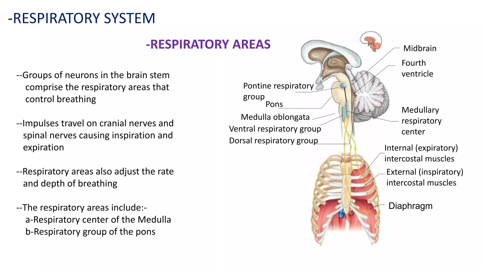respiratory system-Medicine | PDF