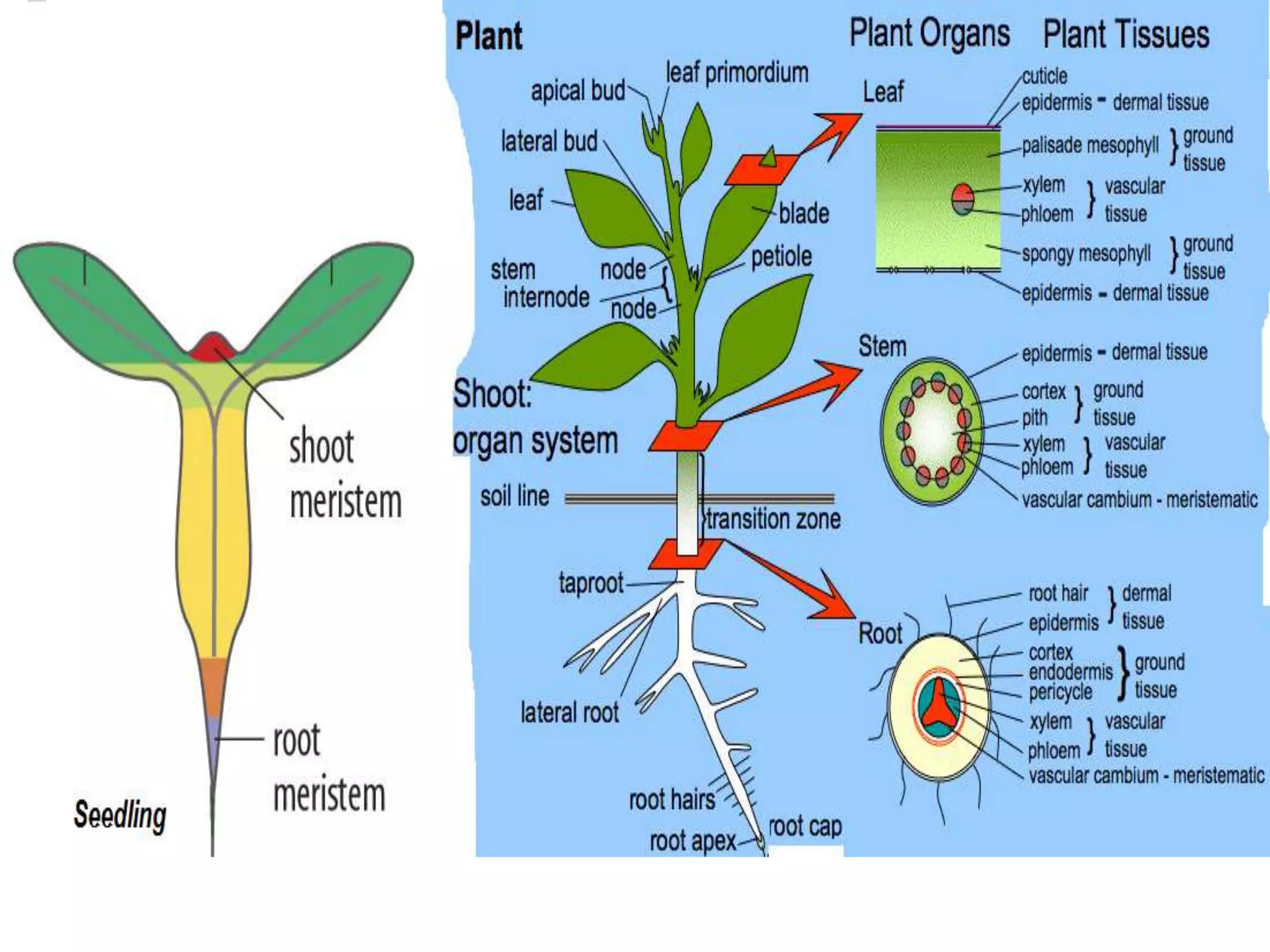 1a- Primary Plant Body.pptx