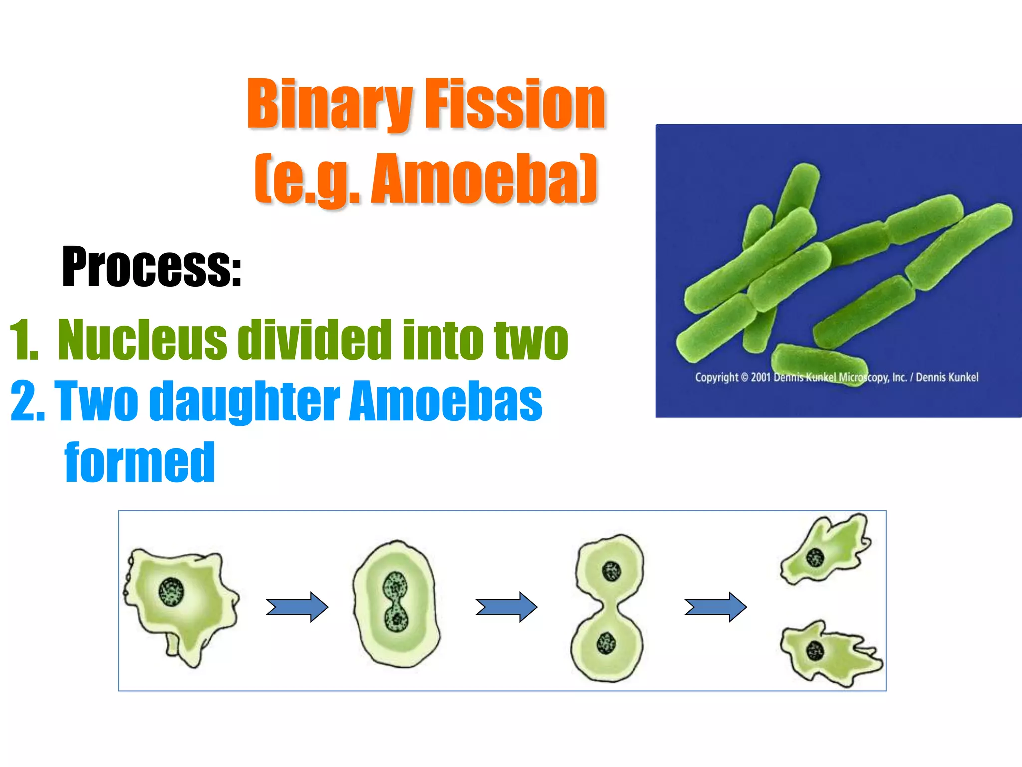 BIOLOGY FORM 5 CHAPTER 4 - 4.1 Asexual &Sexual Reproduction | PPTX ...