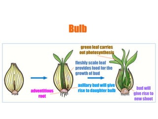 BIOLOGY FORM 5 CHAPTER 4 - 4.1 Asexual &Sexual Reproduction | PPT