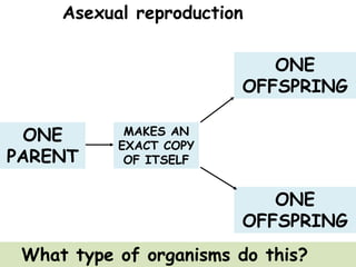 BIOLOGY FORM 5 CHAPTER 4 - 4.1 Asexual &Sexual Reproduction | PPT