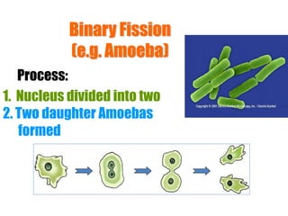 BIOLOGY FORM 5 CHAPTER 4 - 4.1 Asexual &Sexual Reproduction | PPT