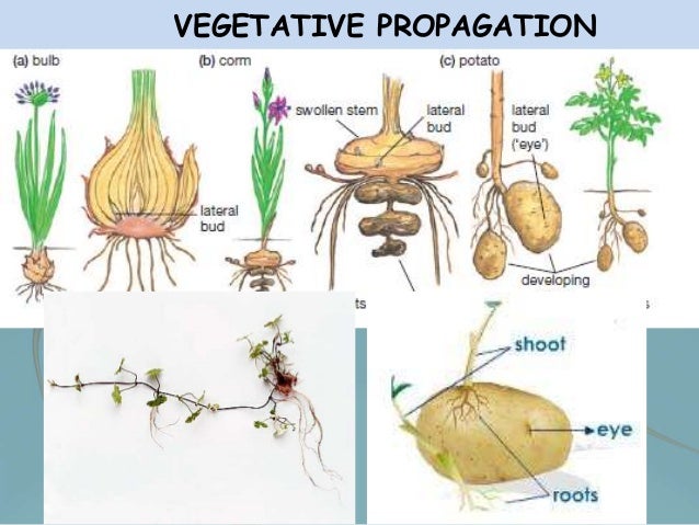BIOLOGY FORM 5 CHAPTER 4 - 4.1 Asexual &Sexual Reproduction