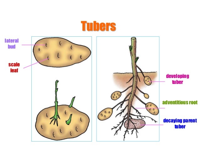 BIOLOGY FORM 5 CHAPTER 4 - 4.1 Asexual &Sexual Reproduction
