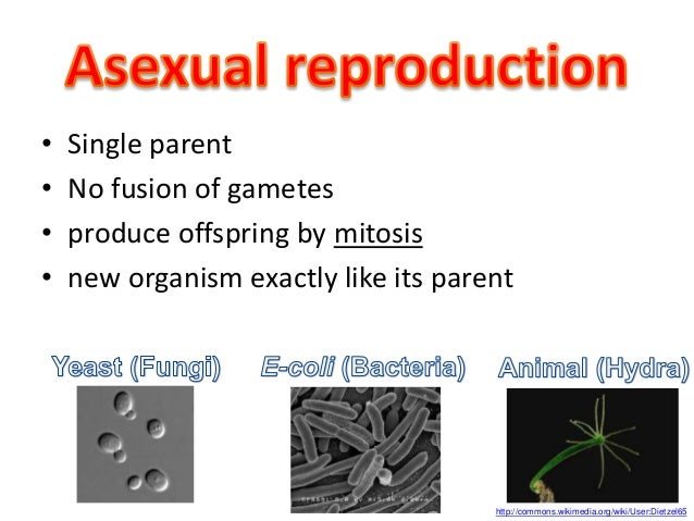 BIOLOGY FORM 5 CHAPTER 4 - 4.1 Asexual &Sexual Reproduction