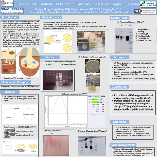 B. Hodges NIH Amgen Poster Presentation | PPTX | Blood Disorders | Diseases and Conditions