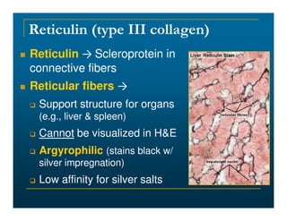 Gomori Reticular Fiber Stain RESEARCH 04-2016 Powerpoint | PDF