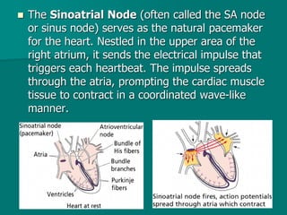 1AA L Cardiovascular system.ppt