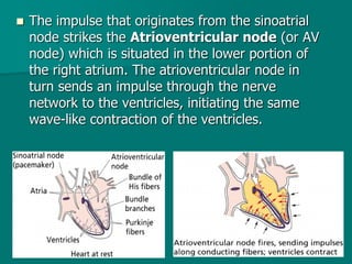 1AA L Cardiovascular system.ppt