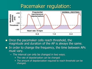 1AA L Cardiovascular system.ppt
