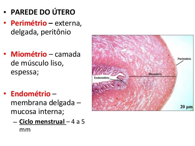 1a aula noções embriologia e sist reprod